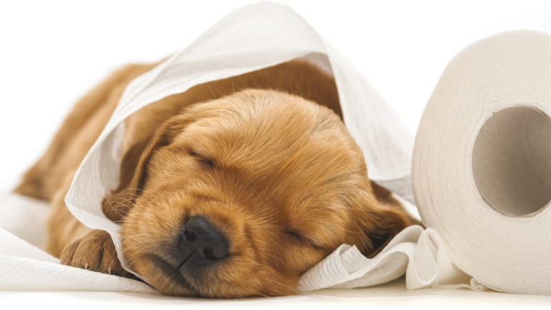 El perro de Scottex lidera la lista de Forbes de las personas con más ...