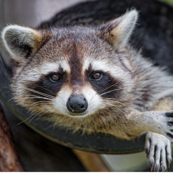 El mapache de Cuenca – Podium Chile
