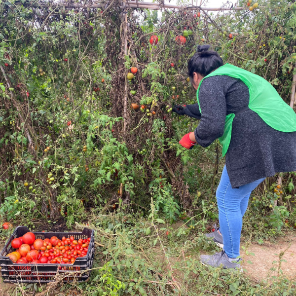 Tiramos un tercio de los alimentos por «feos» – Podium Podcast